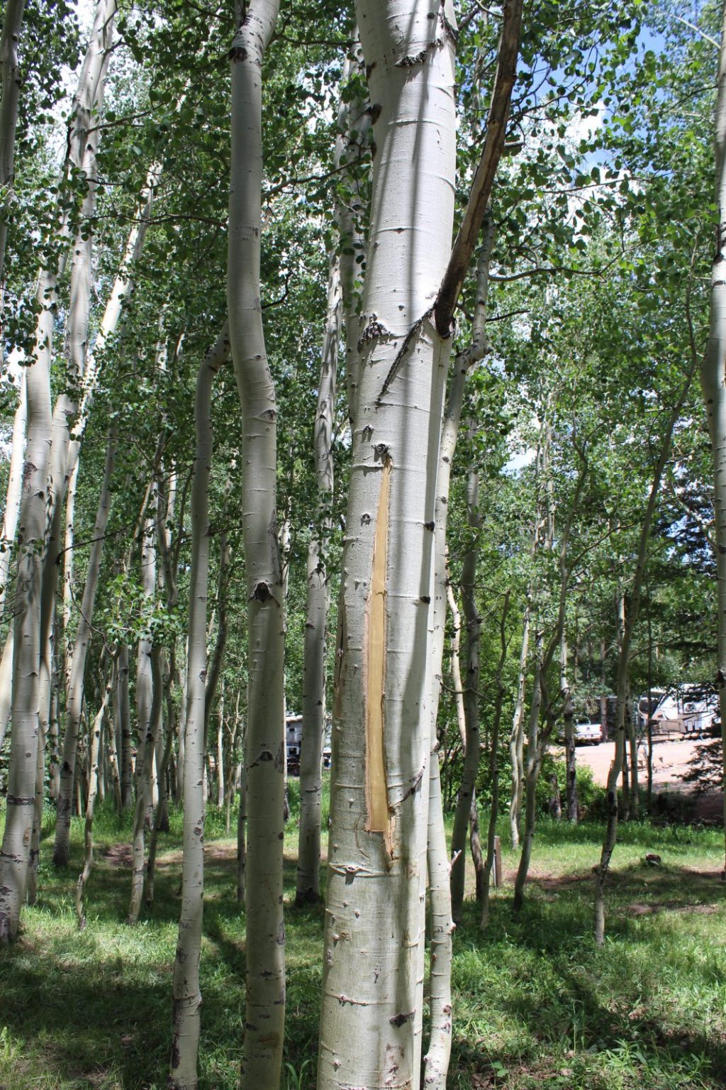 Responsible Colorado Camping: Aspen Trees (bark, specifically) | Camp ...
