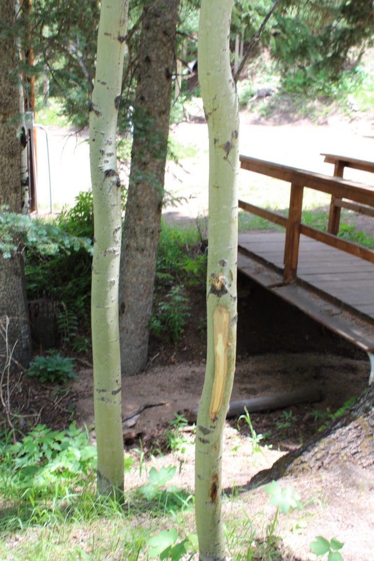 Responsible Colorado Camping: Aspen Trees (bark, specifically) | Camp ...
