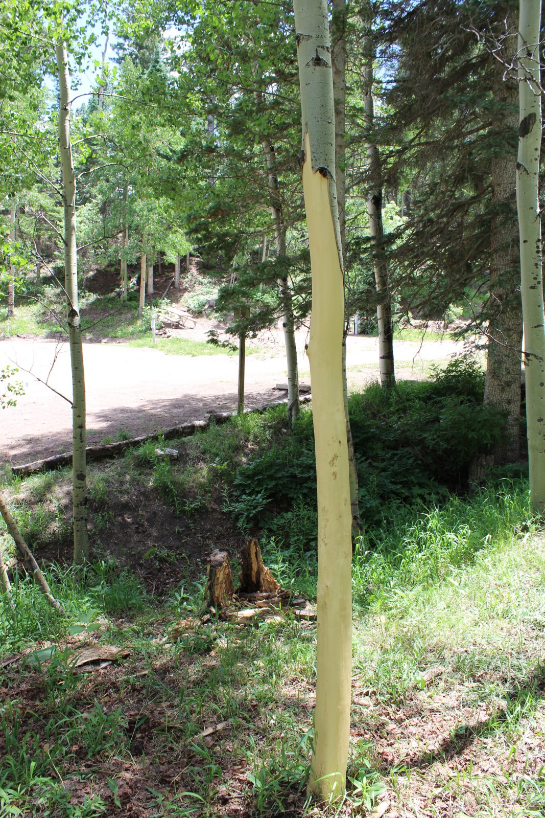 Responsible Colorado Camping: Aspen Trees (bark, specifically) | Camp ...
