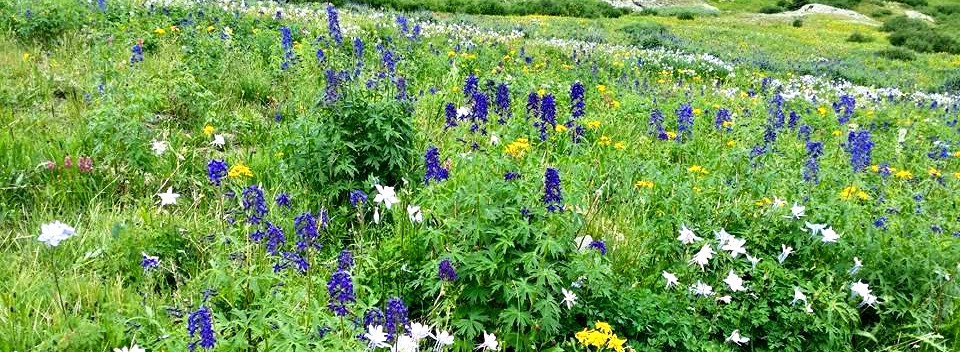 Colorful Colorado Wildflowers | Camp Colorado